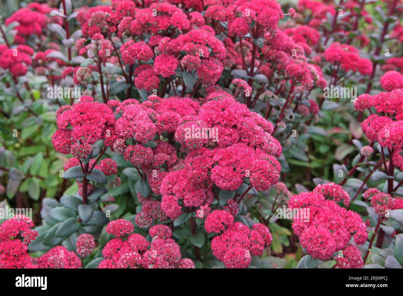 Red Hylotelephium Sedum, or stonecrop, ÔRed CauliÕ in flower Stock ...
