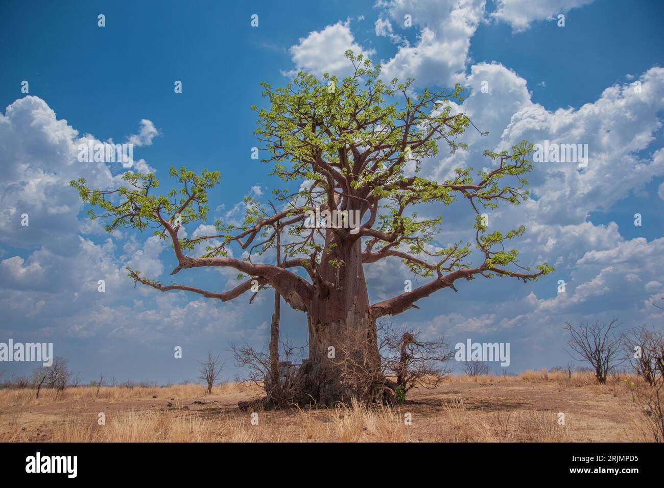 A gorgeous Adansonia digitata tree standing in a dry landscape against ...