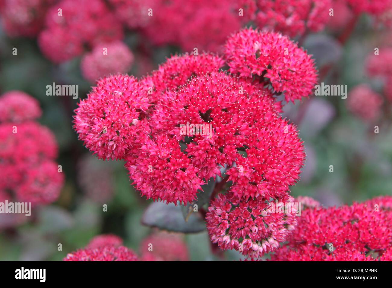 Stonecrop ‘red cauli’ hi-res stock photography and images - Alamy