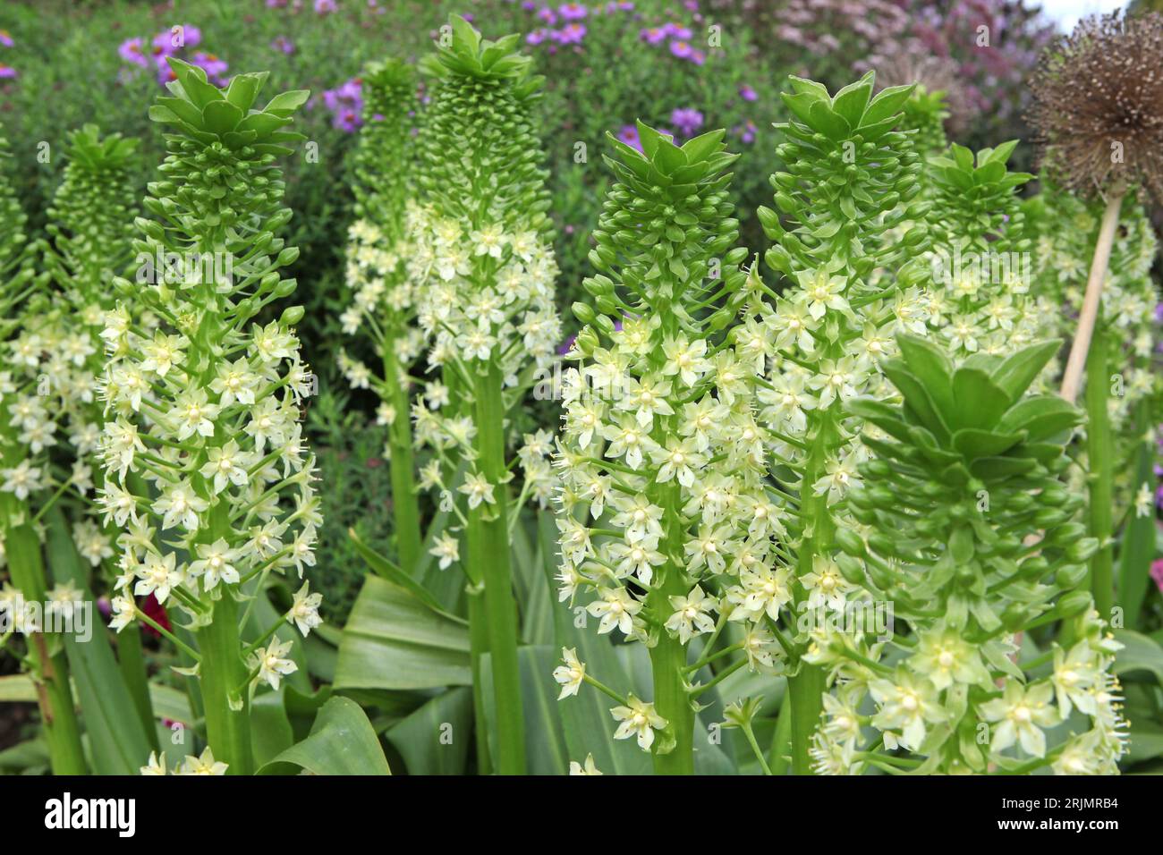 Eucomis pole evansii, or giant pineapple lily, White Goliath in flower ...
