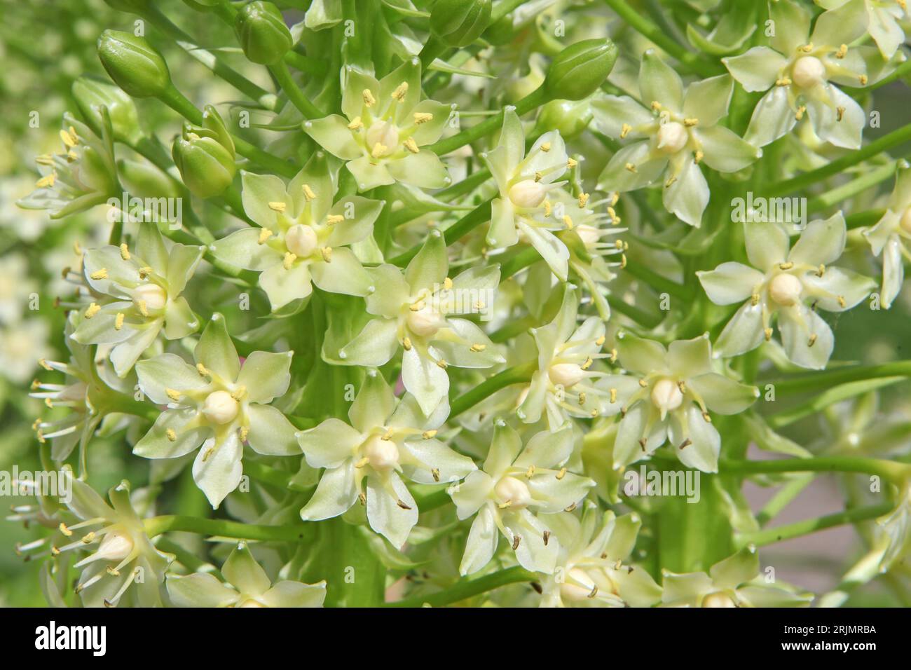 Eucomis pole evansii, or giant pineapple lily, White Goliath in flower ...