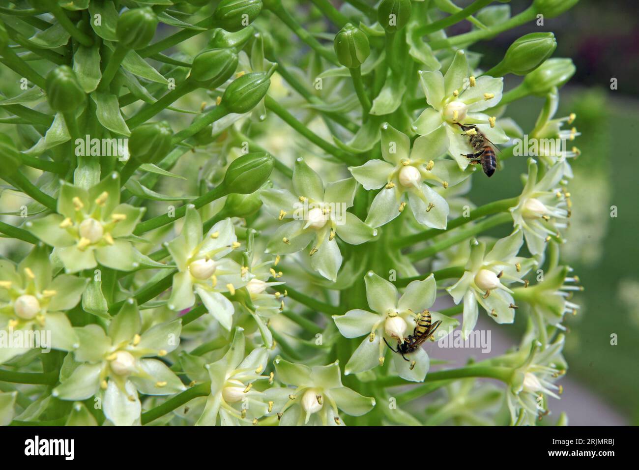 Eucomis pole evansii, or giant pineapple lily, White Goliath in flower ...