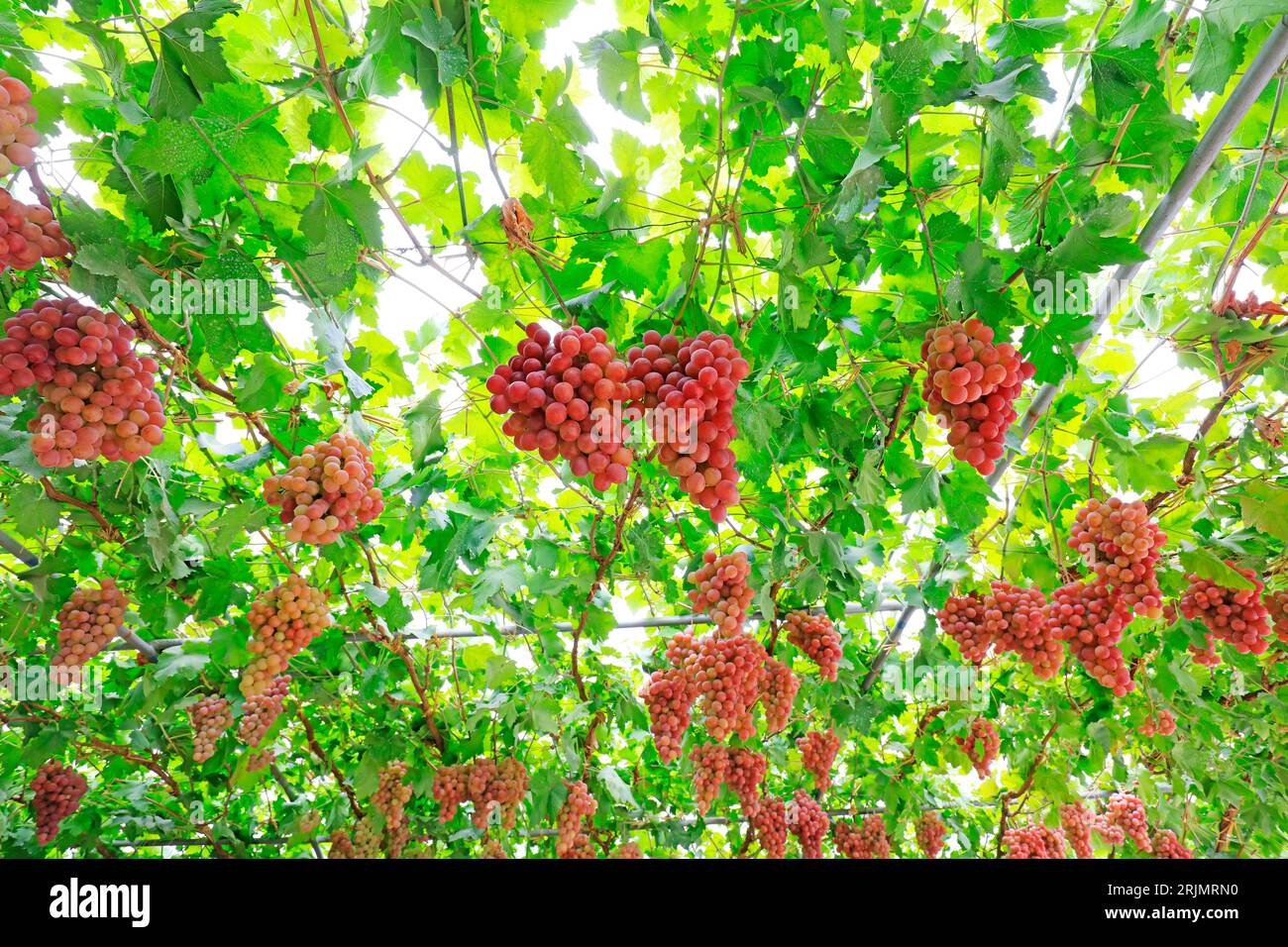 Mature grapes in a plantation in Lulong County, Hebei Province, China ...