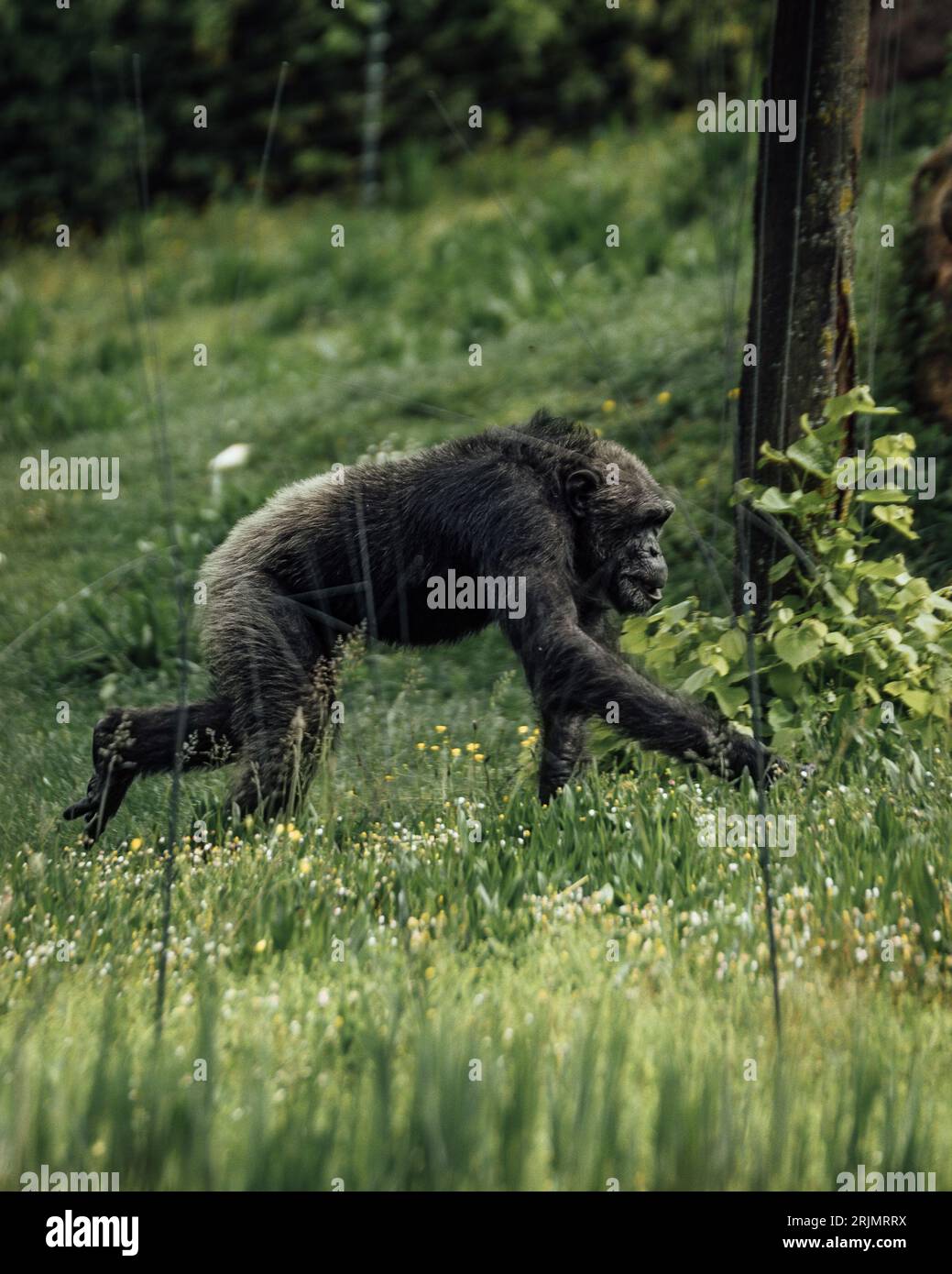 Bondo Ape Walking Upright