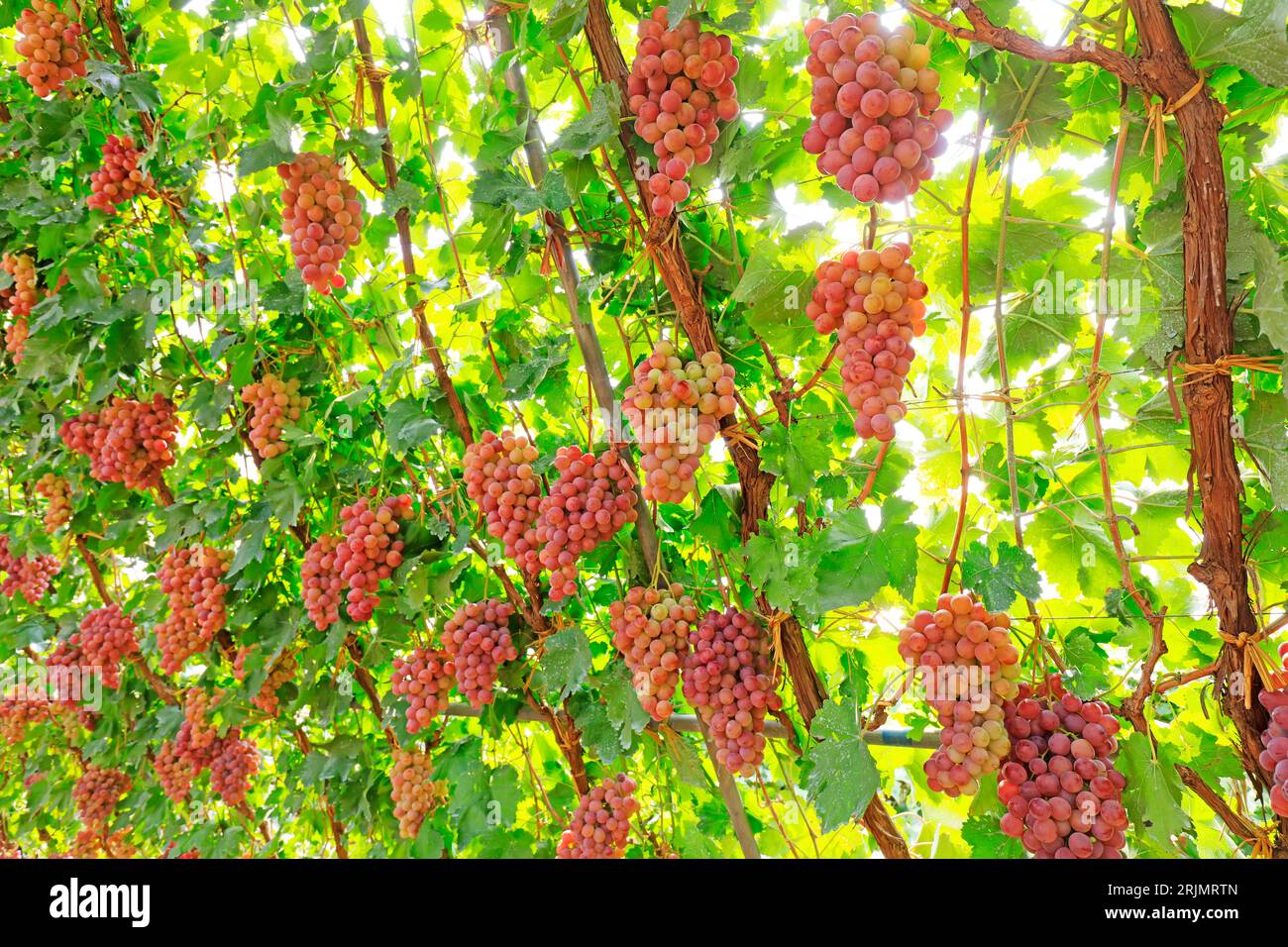 Mature grapes in a plantation in Lulong County, Hebei Province, China ...