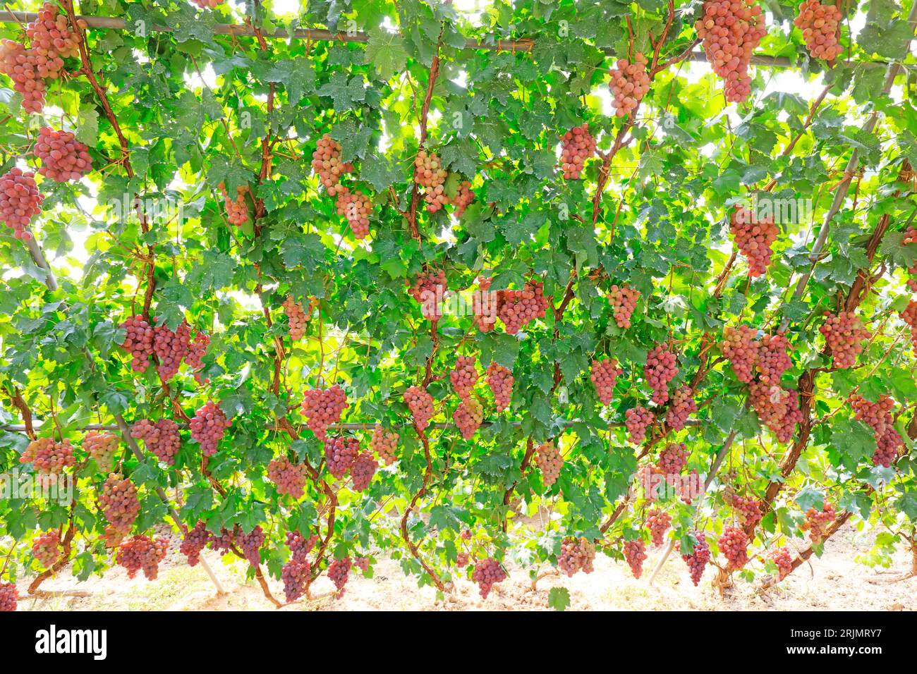 Mature grapes in a plantation in Lulong County, Hebei Province, China ...