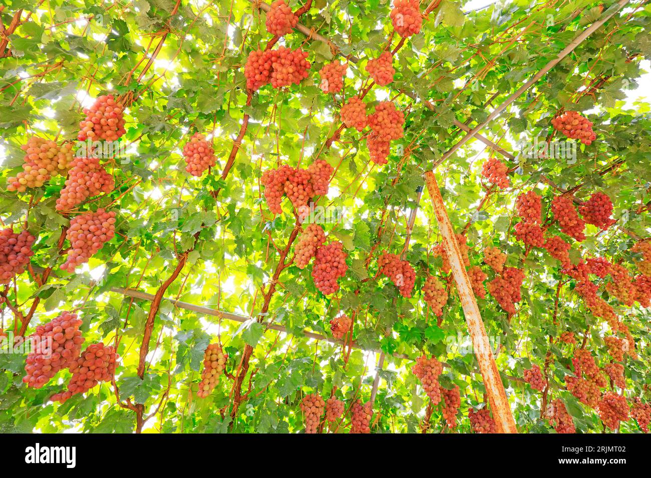 Mature grapes in a plantation in Lulong County, Hebei Province, China ...