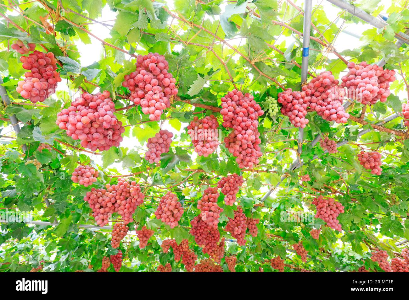 Mature grapes in a plantation in Lulong County, Hebei Province, China ...
