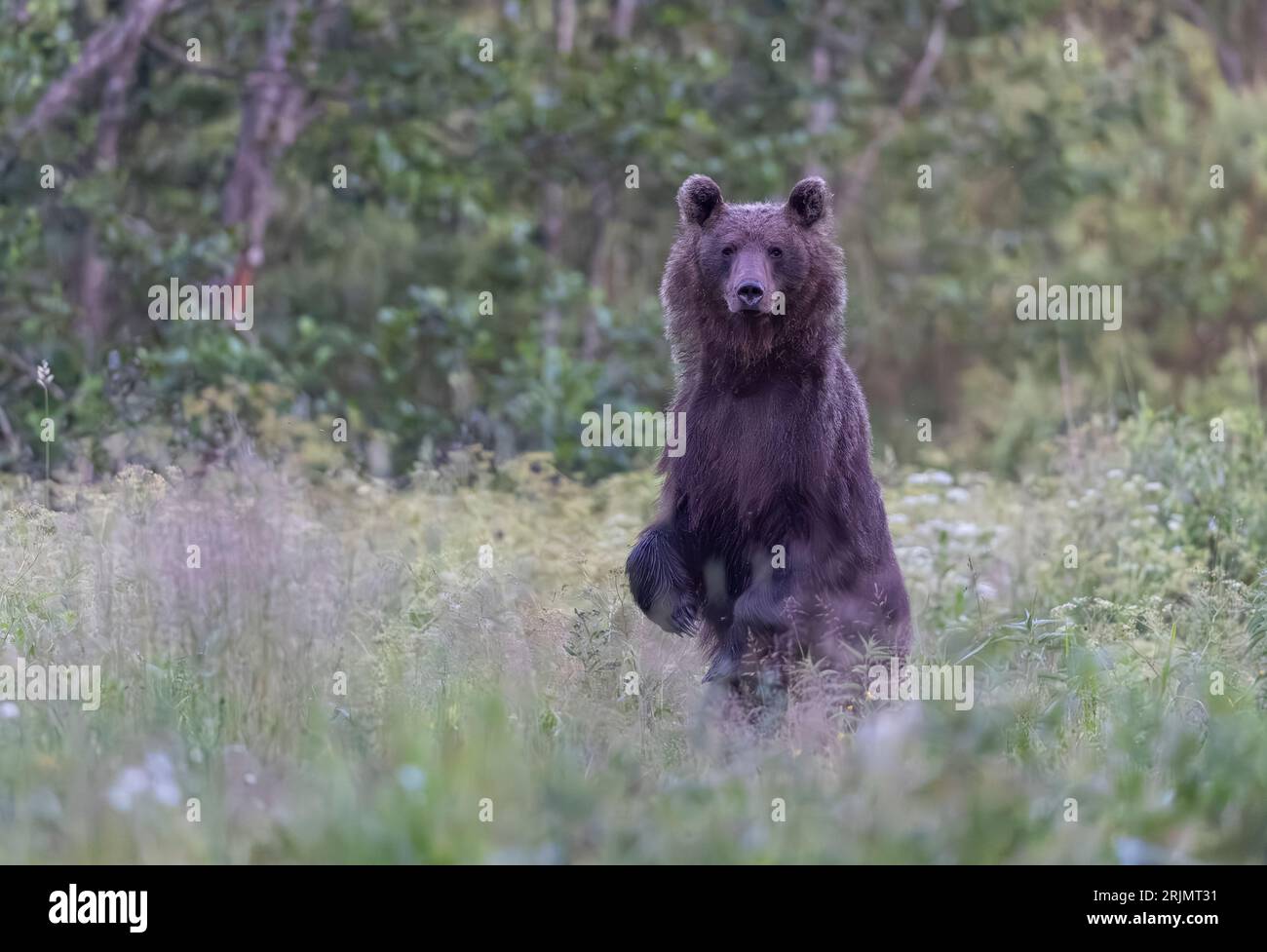 Bear standing on two legs hi-res stock photography and images - Alamy