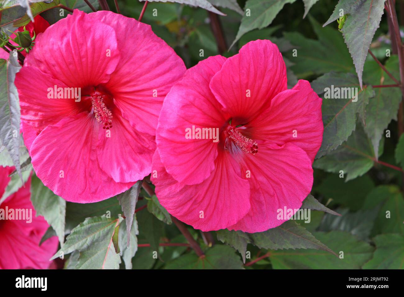 Red Hibiscus moscheutos, or Swamp Rose Mallow, ÔTangriÕ in flower Stock ...