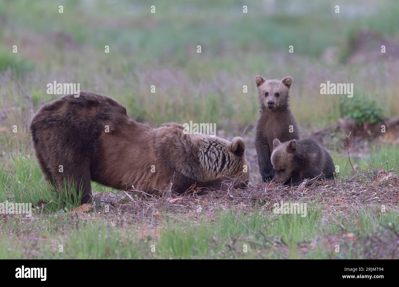 A mother brown bear educating her two cubs on how to properly feed on ...