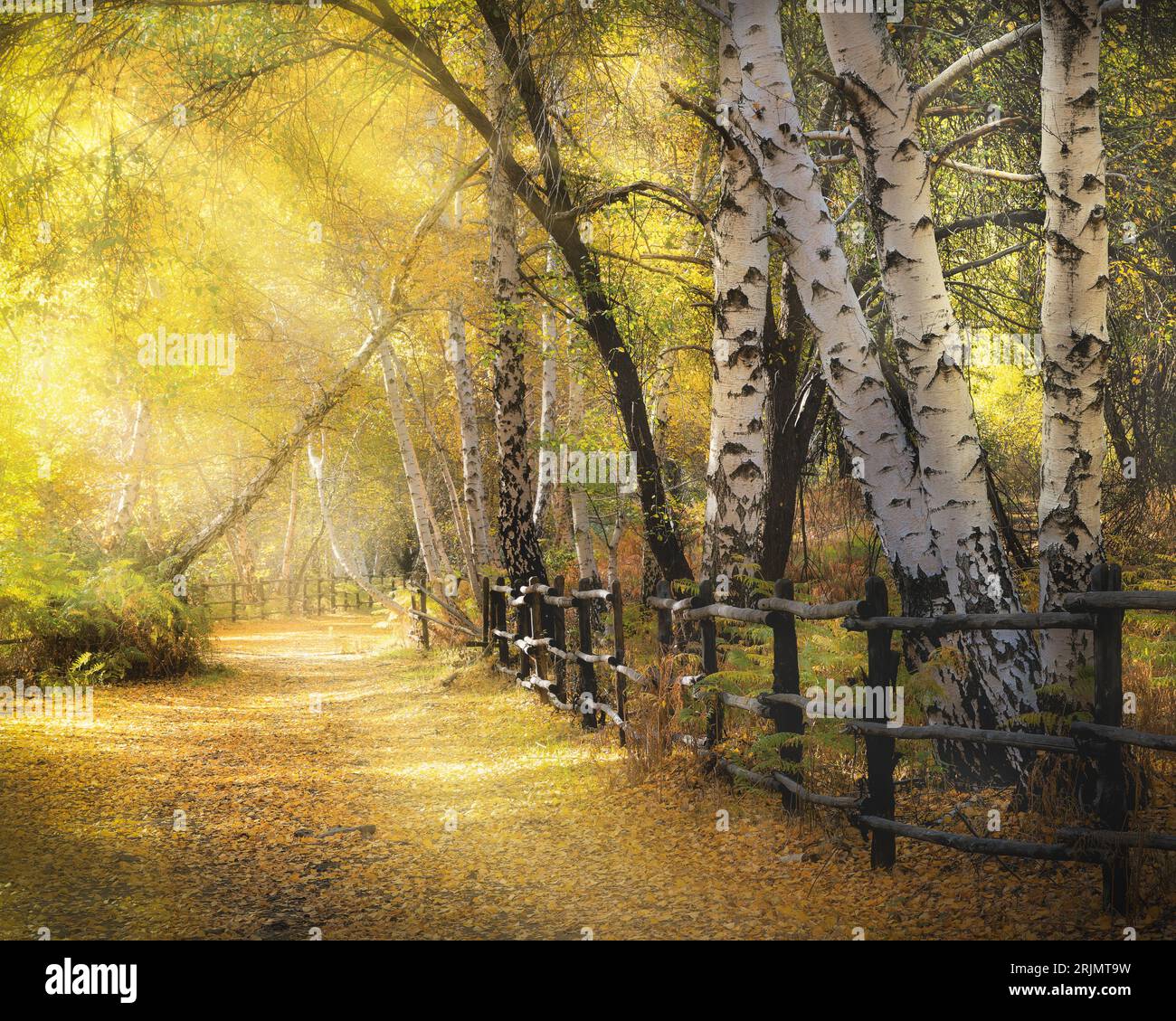 A scenic pathway lined with tall trees, illuminated by the beautiful ...