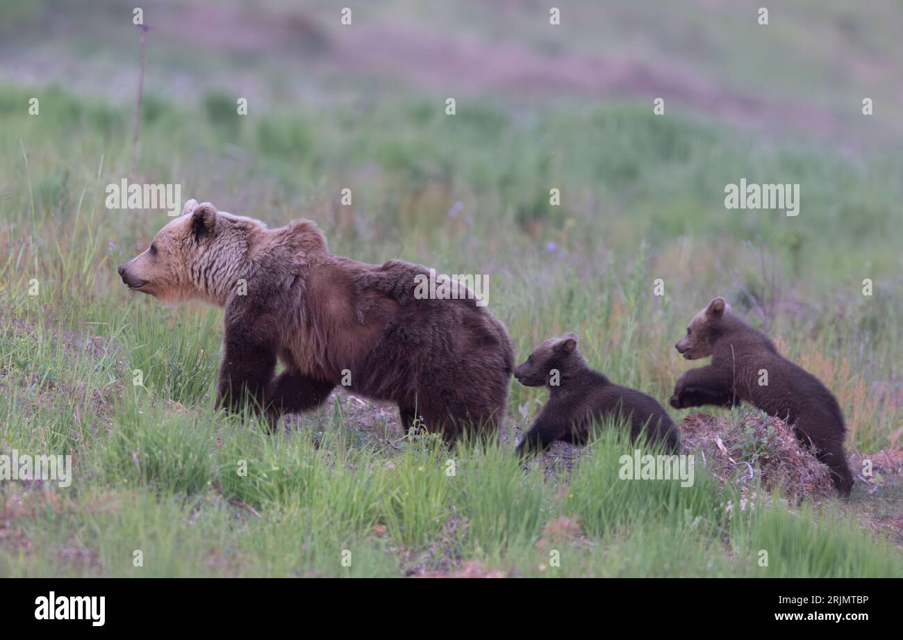 Family of bears hi-res stock photography and images - Alamy