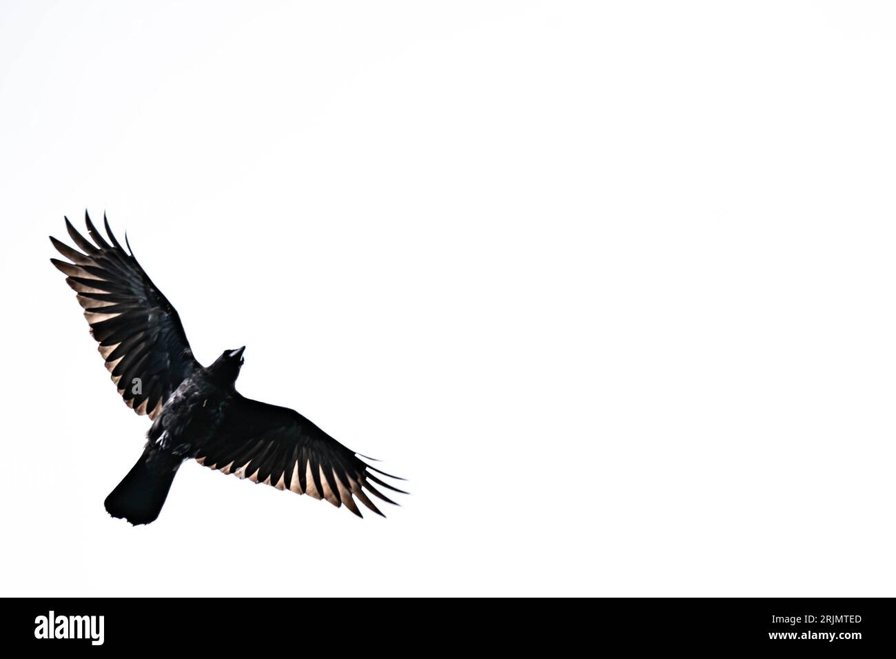 Wildlife in the netherlands Cut Out Stock Images & Pictures - Alamy