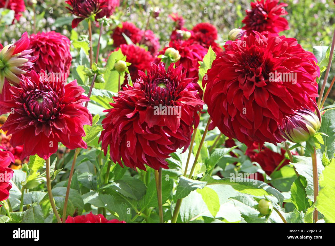 Red dinner plate decorative Dahlia 'Spartacus' in flower Stock Photo ...