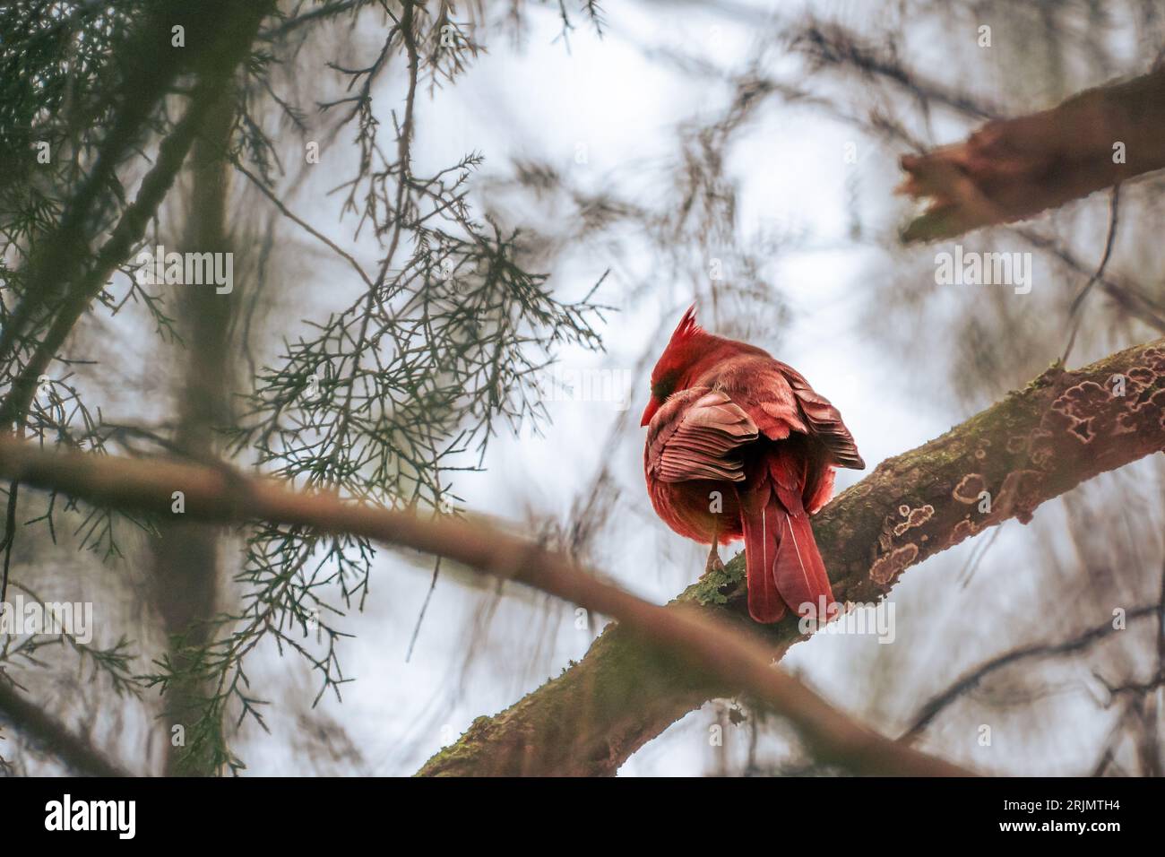 A vivid red cardinal perched atop a slender tree branch, gazing ...