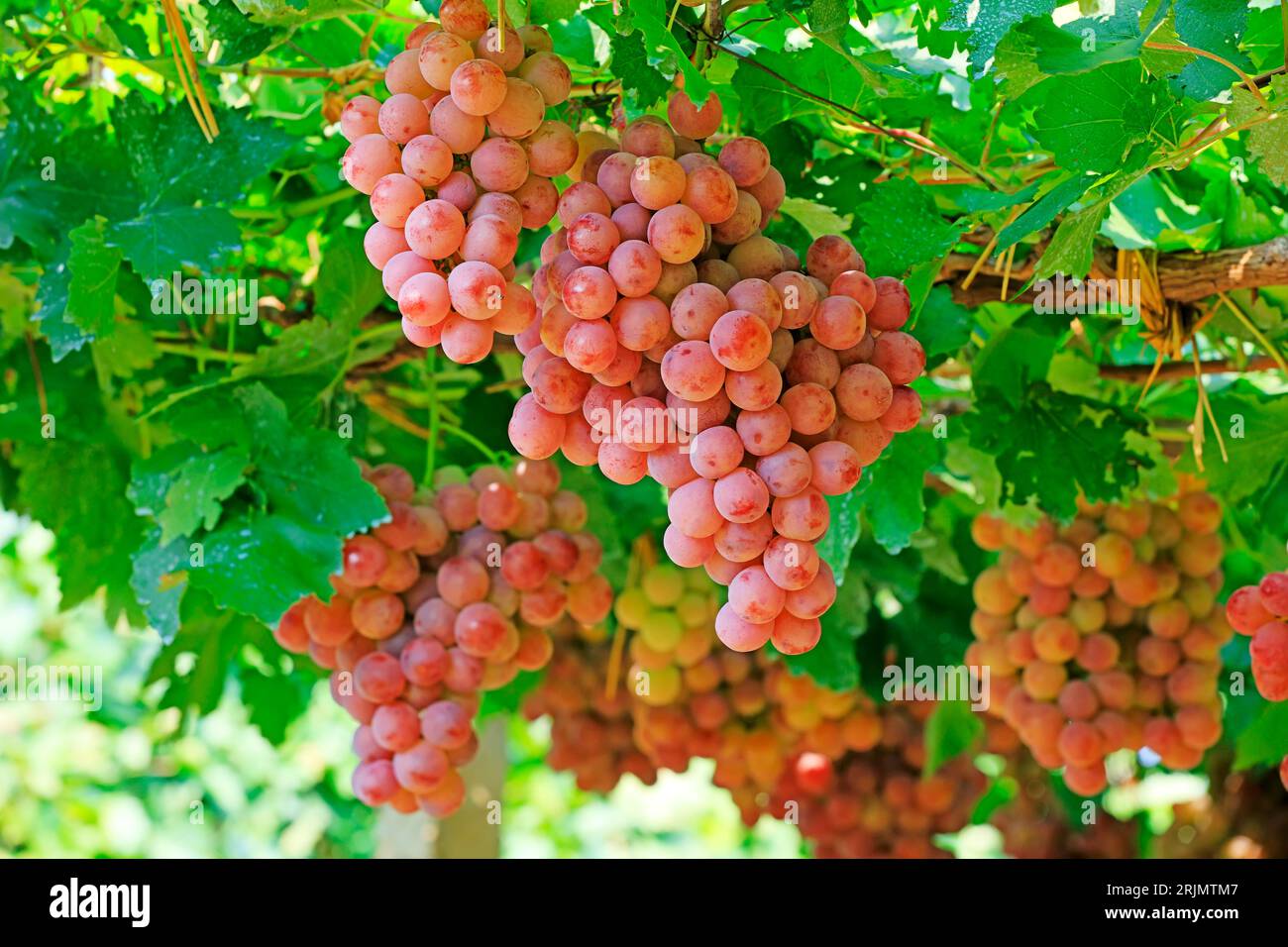 Mature grapes in a plantation in Lulong County, Hebei Province, China ...