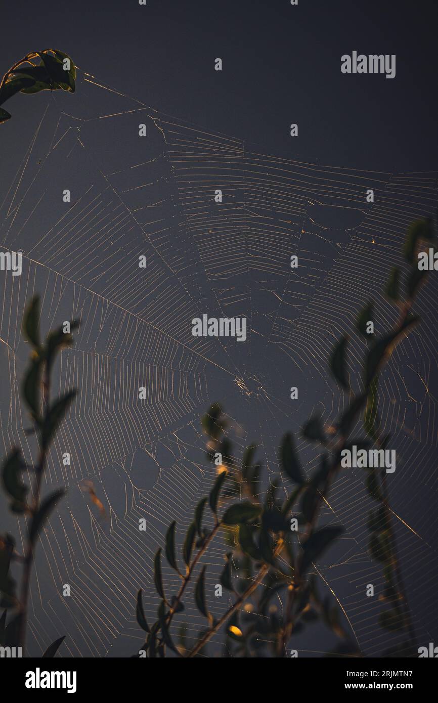 Dangling from a spider web hi-res stock photography and images - Alamy