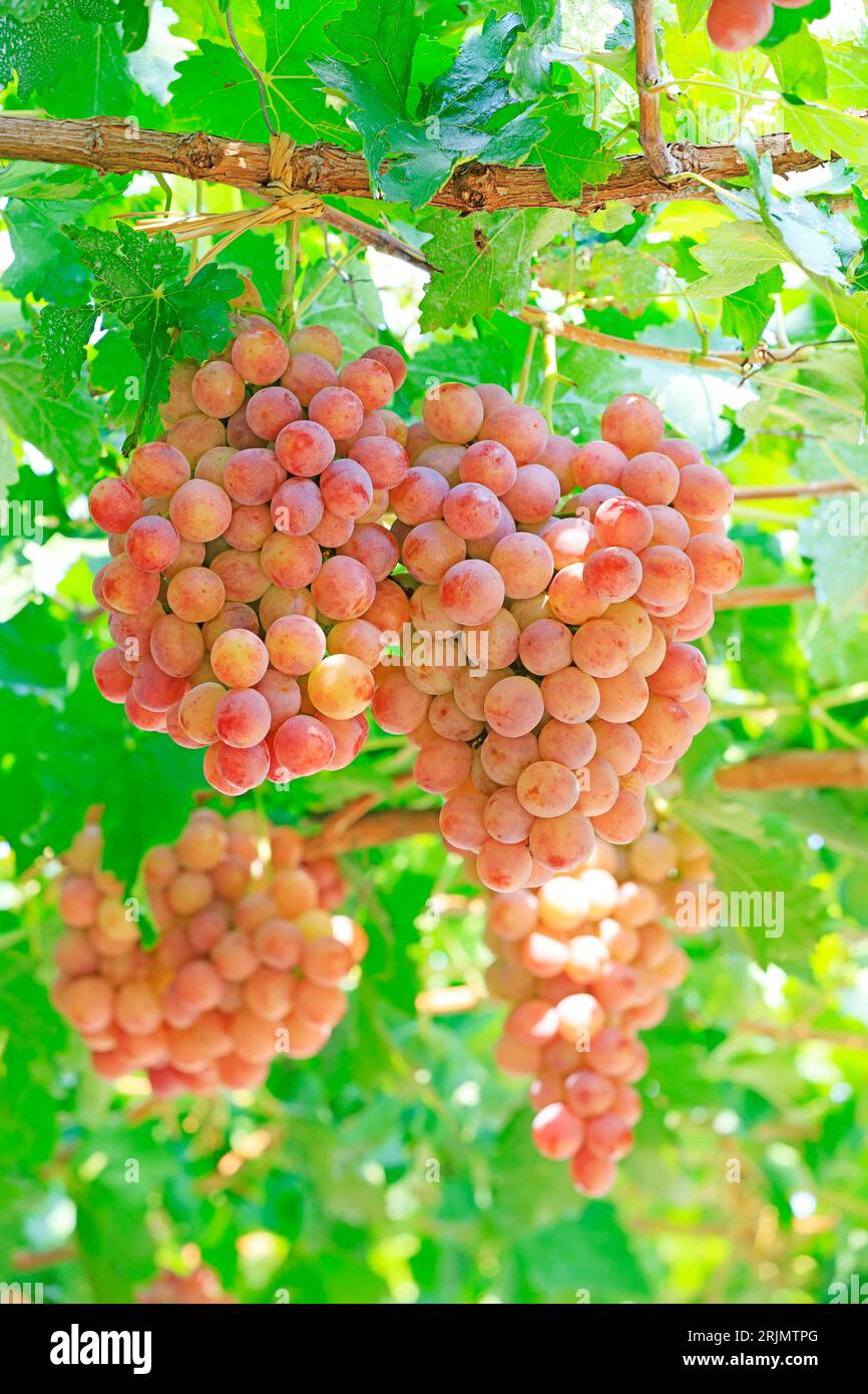 Mature grapes in a plantation in Lulong County, Hebei Province, China ...