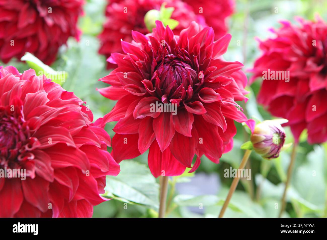 Red dinner plate decorative Dahlia 'Spartacus' in flower Stock Photo ...