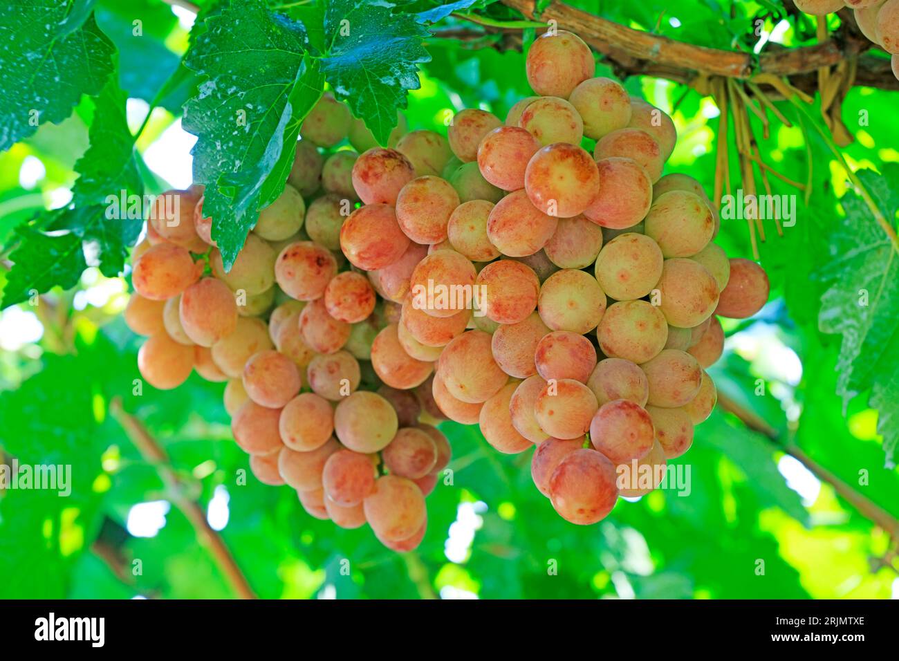 Mature grapes in a plantation in Lulong County, Hebei Province, China ...