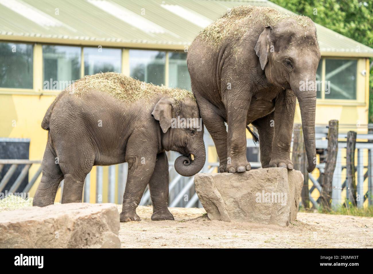 Young elephants playing in Dierenrijk Zoo, The Netherlands, Europe ...