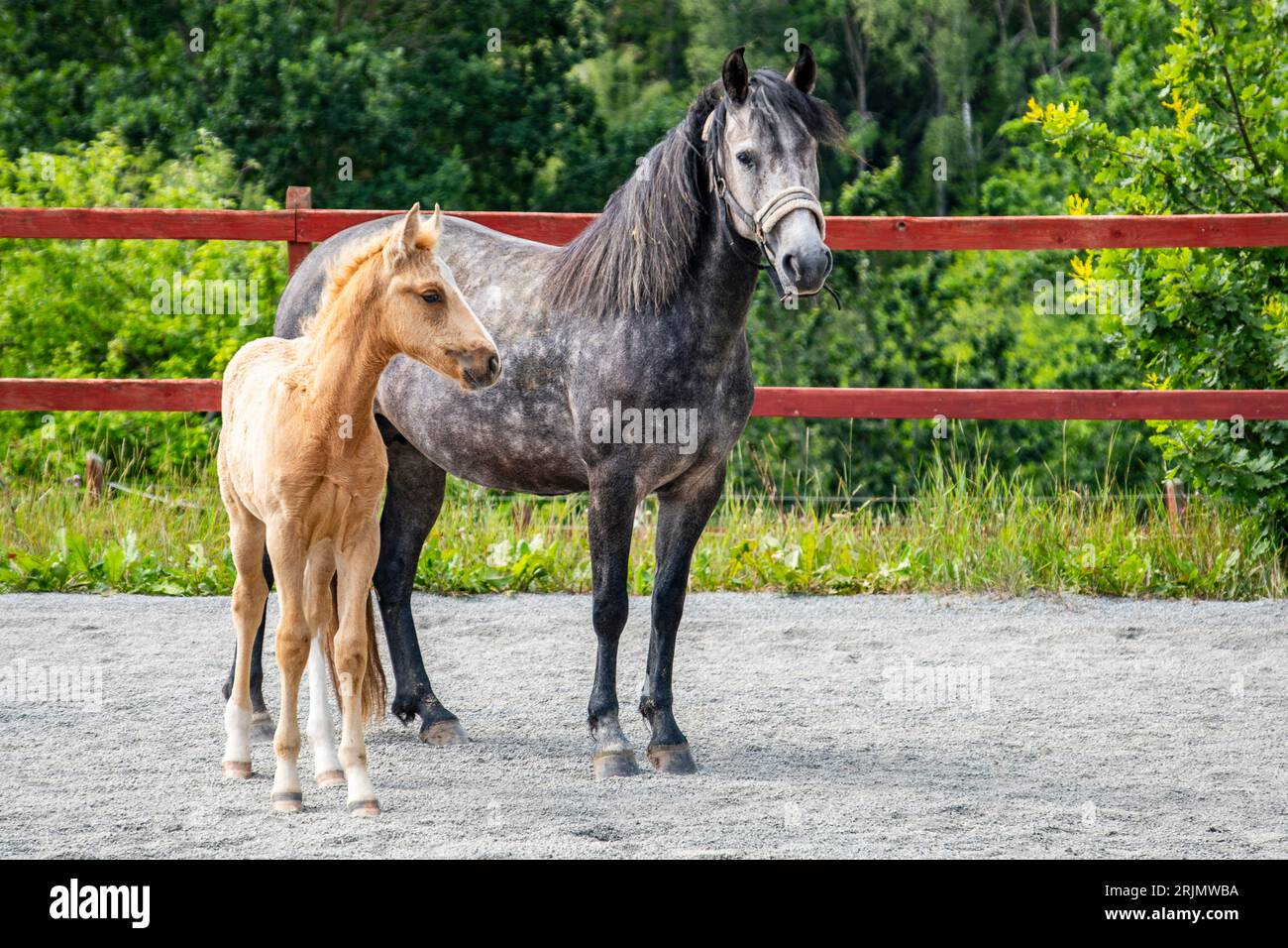 Connemara pony children hi-res stock photography and images - Alamy