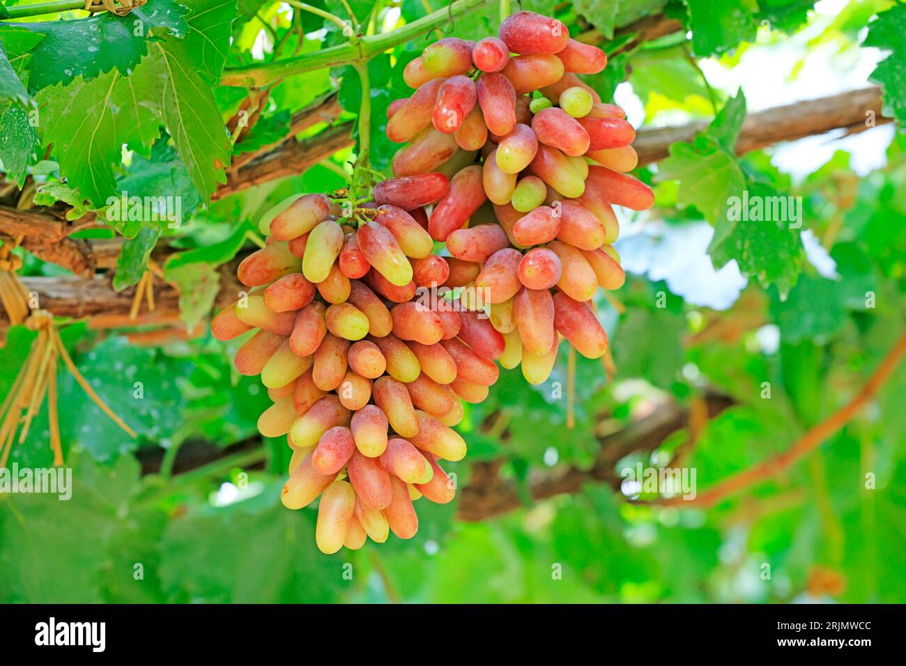 Mature grapes in a plantation in Lulong County, Hebei Province, China ...