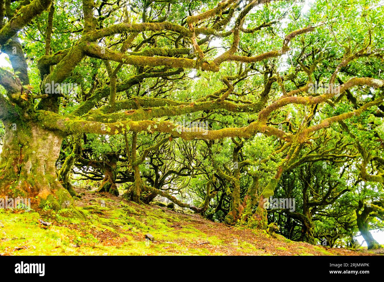 Rough landscape with laurel trees, Fanal laurisilva forest, Madeira ...