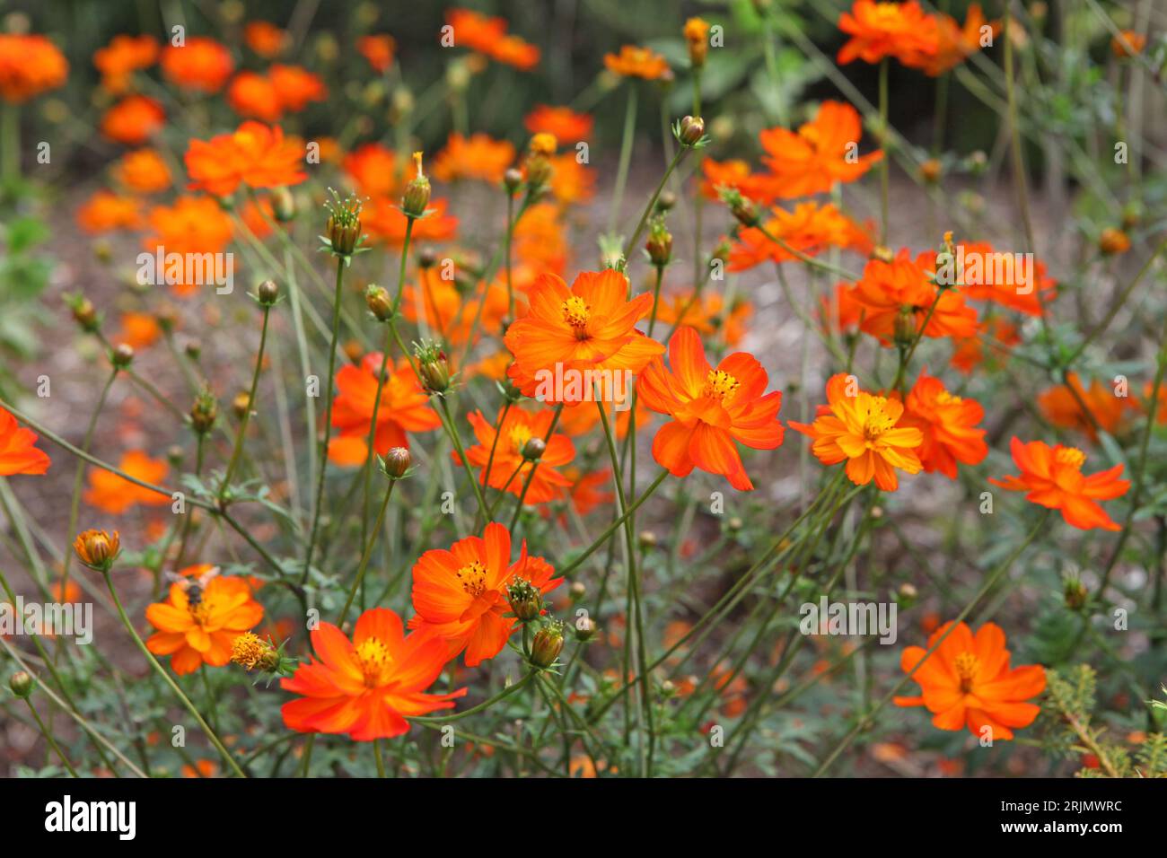 Orange cosmos (cosmos sulphureus) hi-res stock photography and images ...