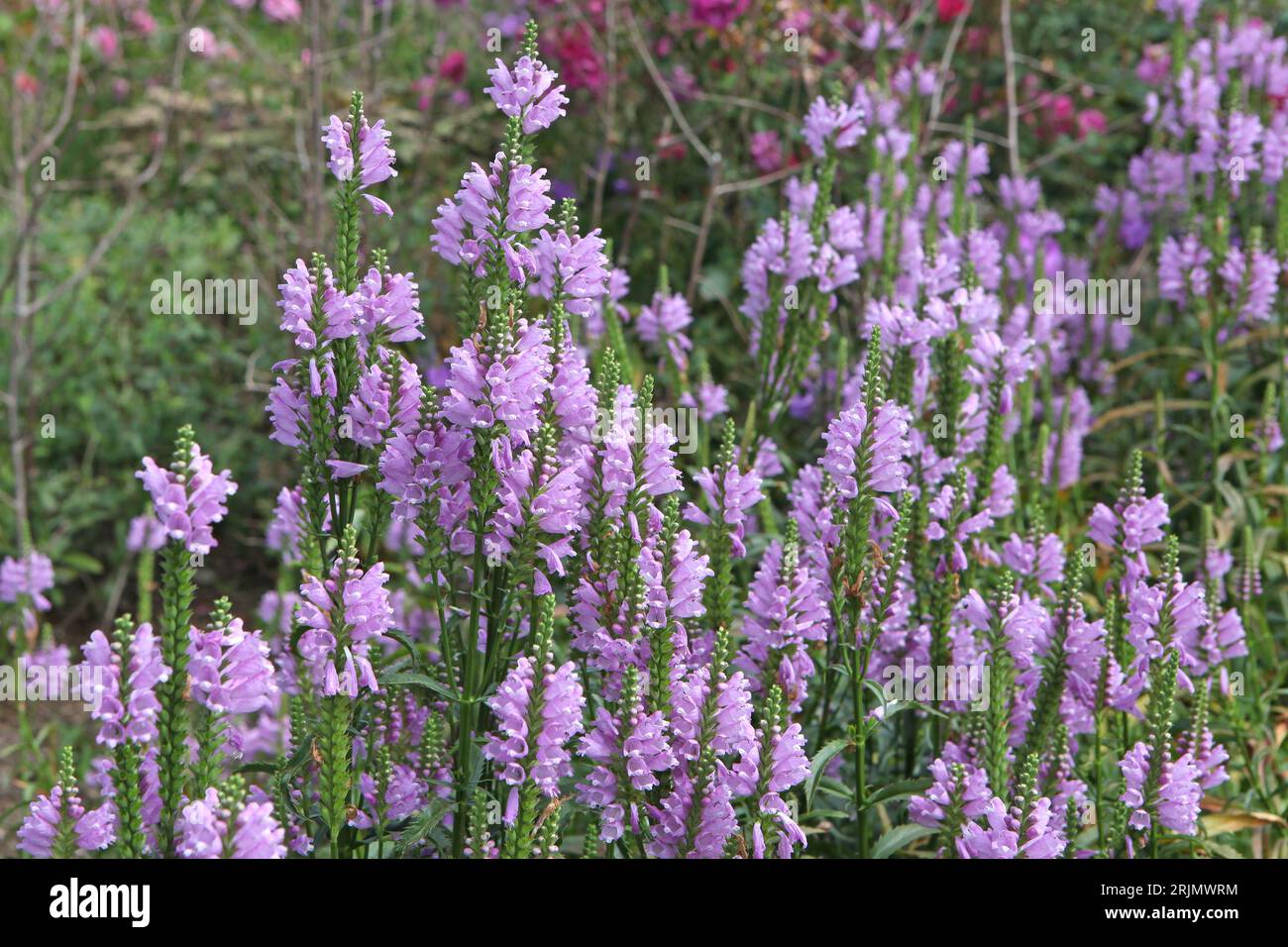 Purple Physostegia virginiana, the obedient plant or false dragonhead ...
