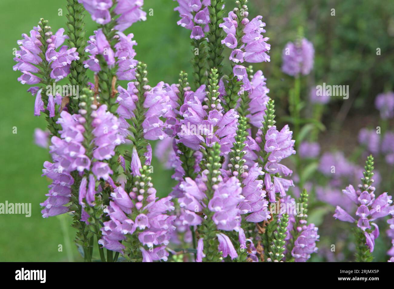 Purple Physostegia virginiana, the obedient plant or false dragonhead ...
