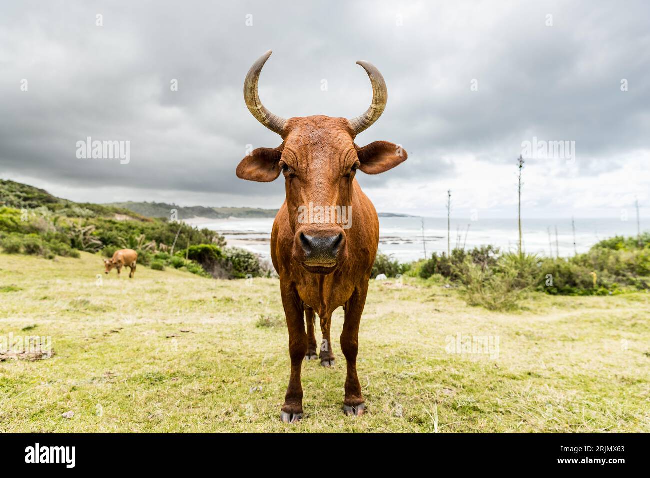 Transkei cattle hi-res stock photography and images - Alamy