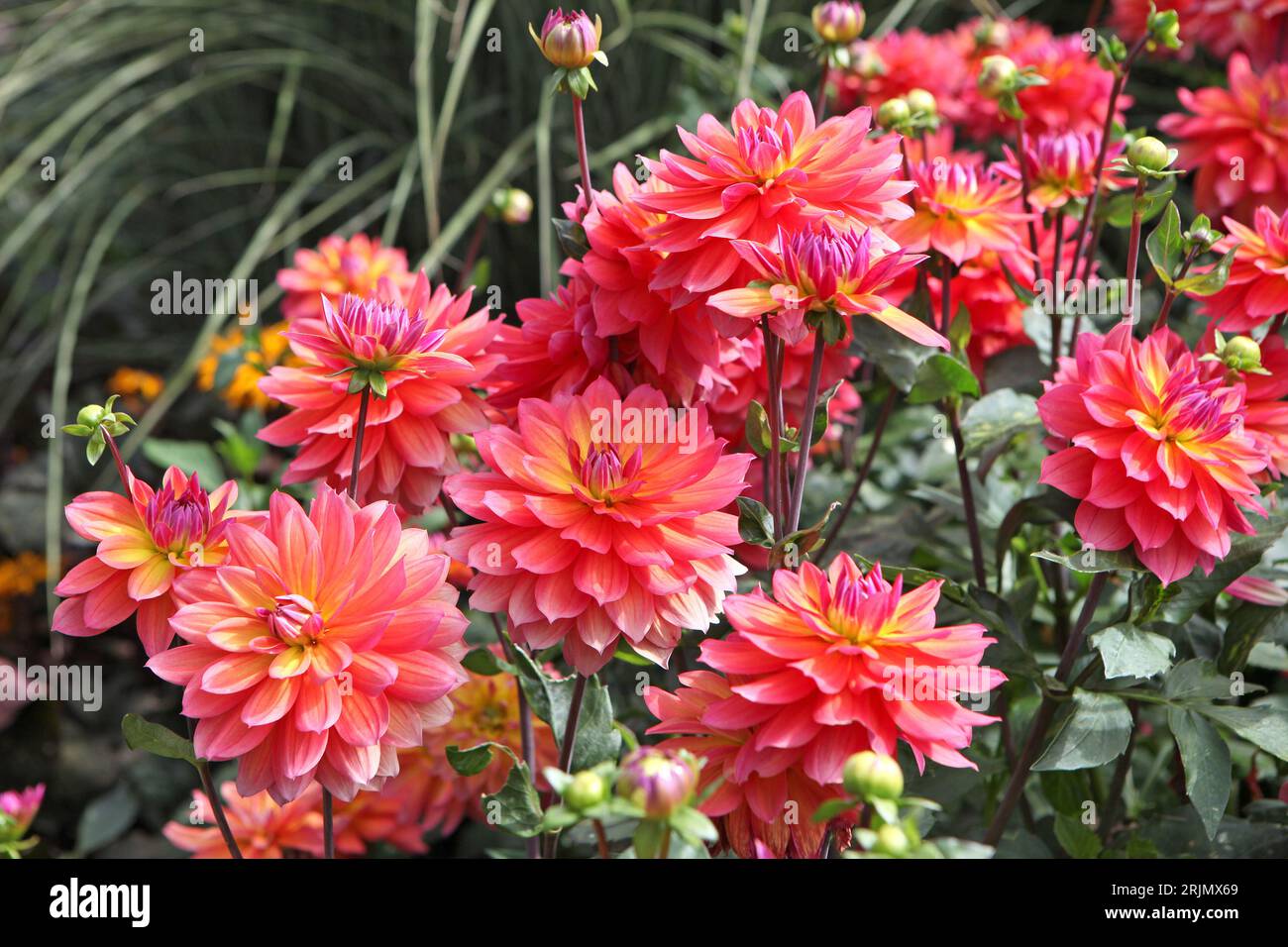 Pink and orange decorative Dahlia 'Firepot' in flower Stock Photo - Alamy