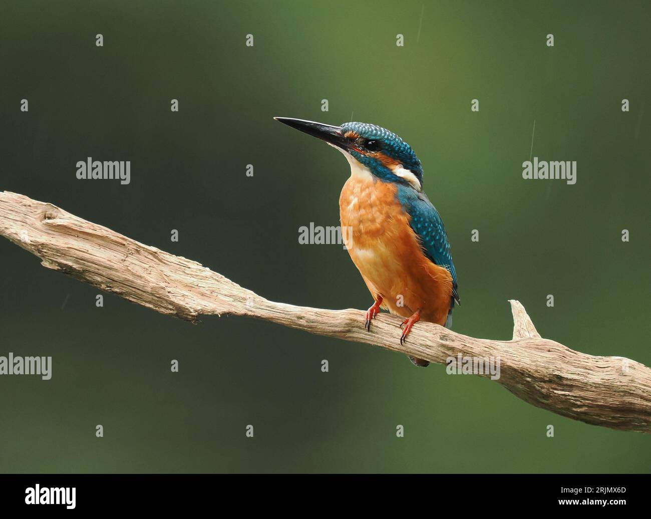 Mortality in broods of young kingfisher is extremely high, so it is ...