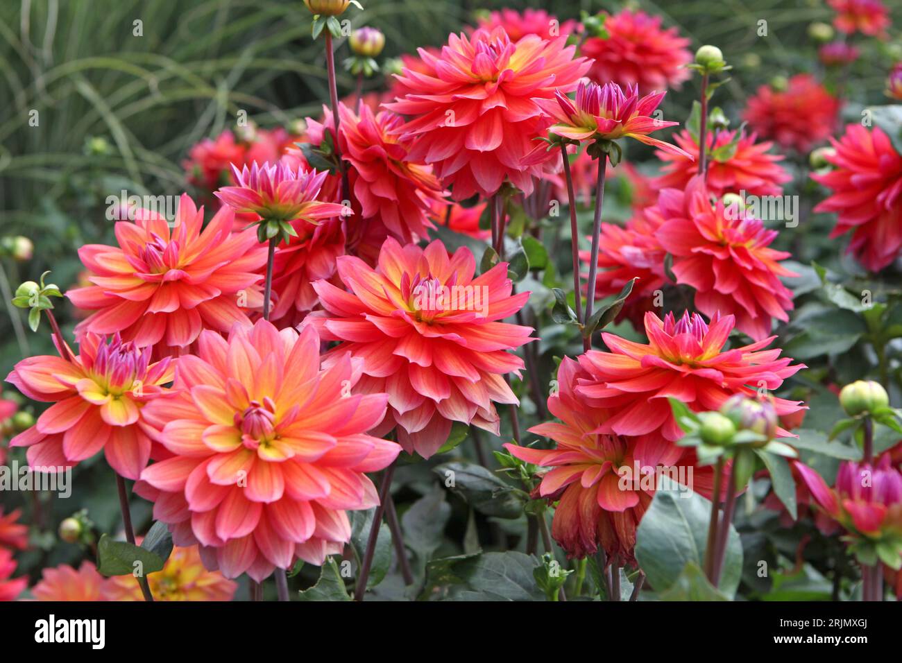 Pink and orange decorative Dahlia 'Firepot' in flower Stock Photo - Alamy