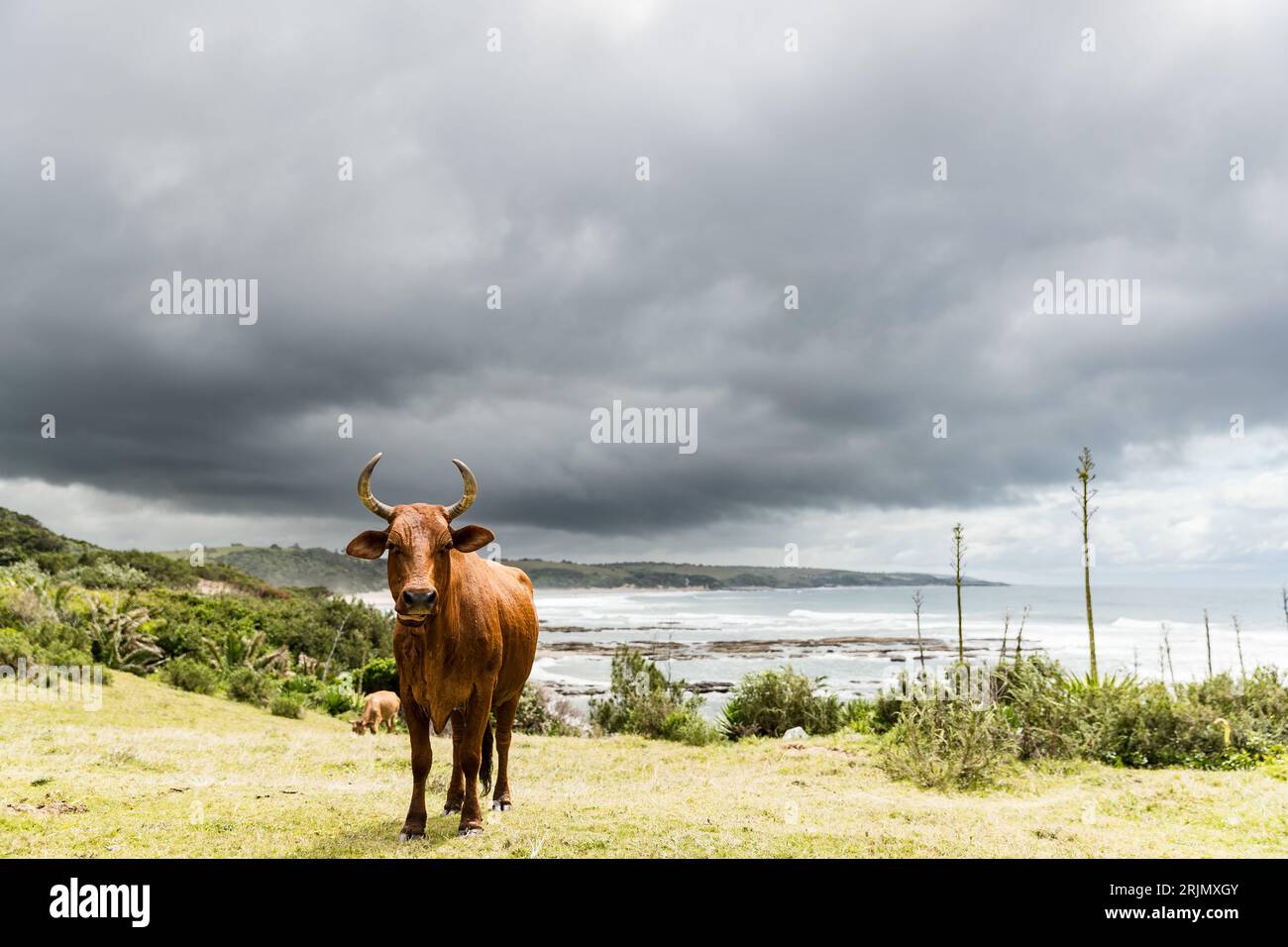 Transkei south africa rural hi-res stock photography and images - Alamy