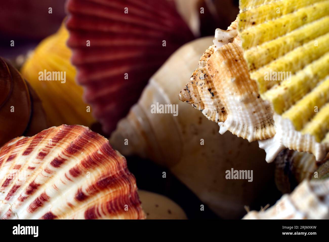 A collection of colorful seashells in different shapes and patterns ...
