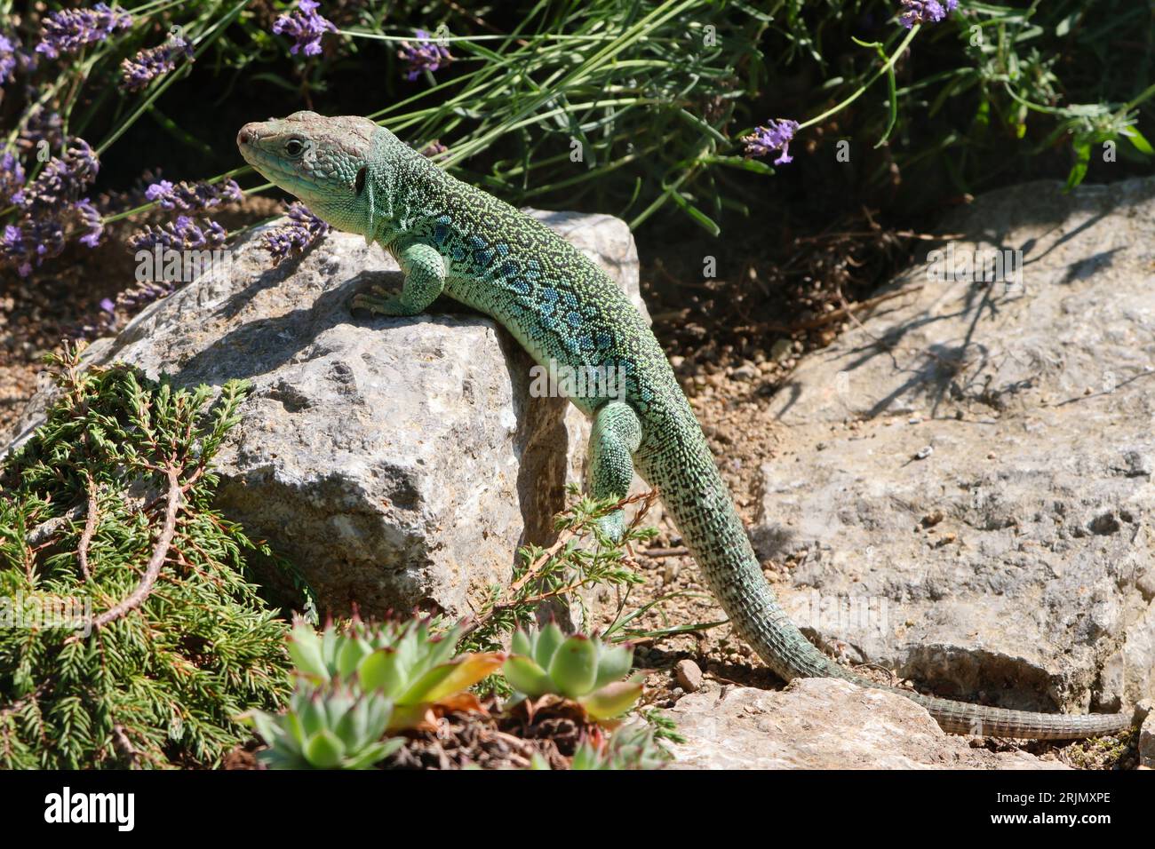 The ocellated lizard basking on a rock. Timon lepidus Stock Photo - Alamy