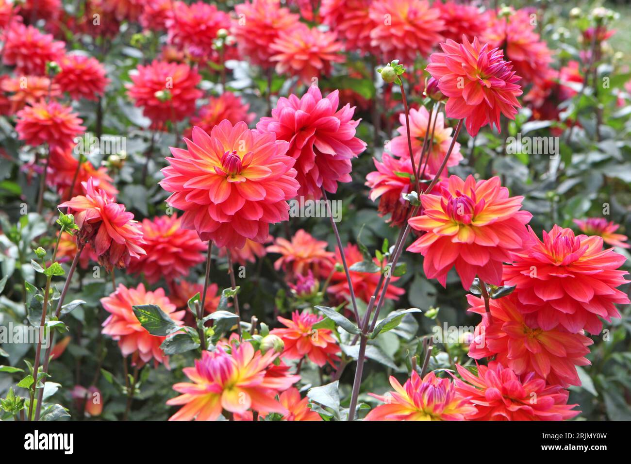 Pink and orange decorative Dahlia 'Firepot' in flower Stock Photo - Alamy