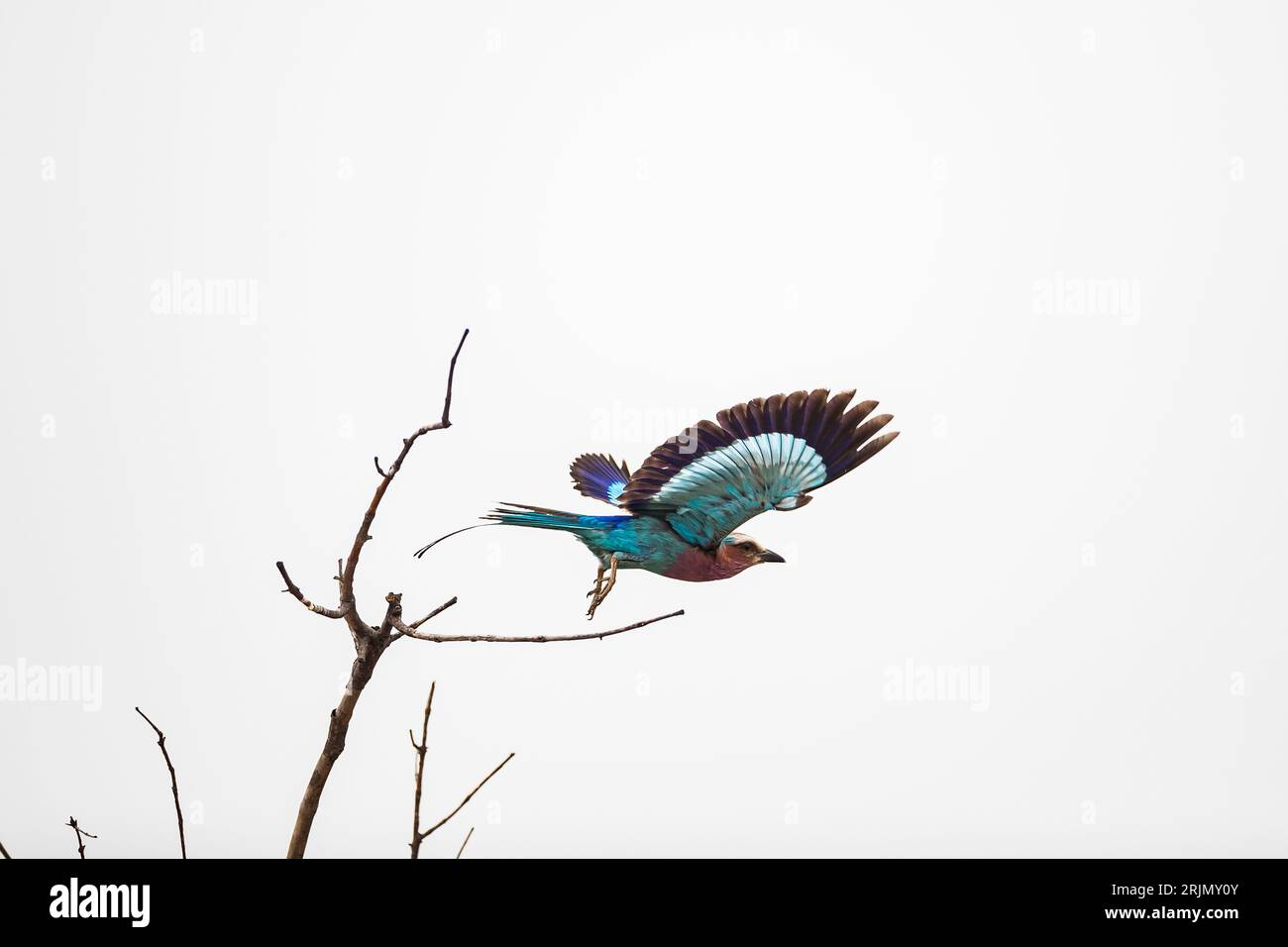 Lilac-breasted roller (Coracias caudatus) African bird, Coraciidae ...