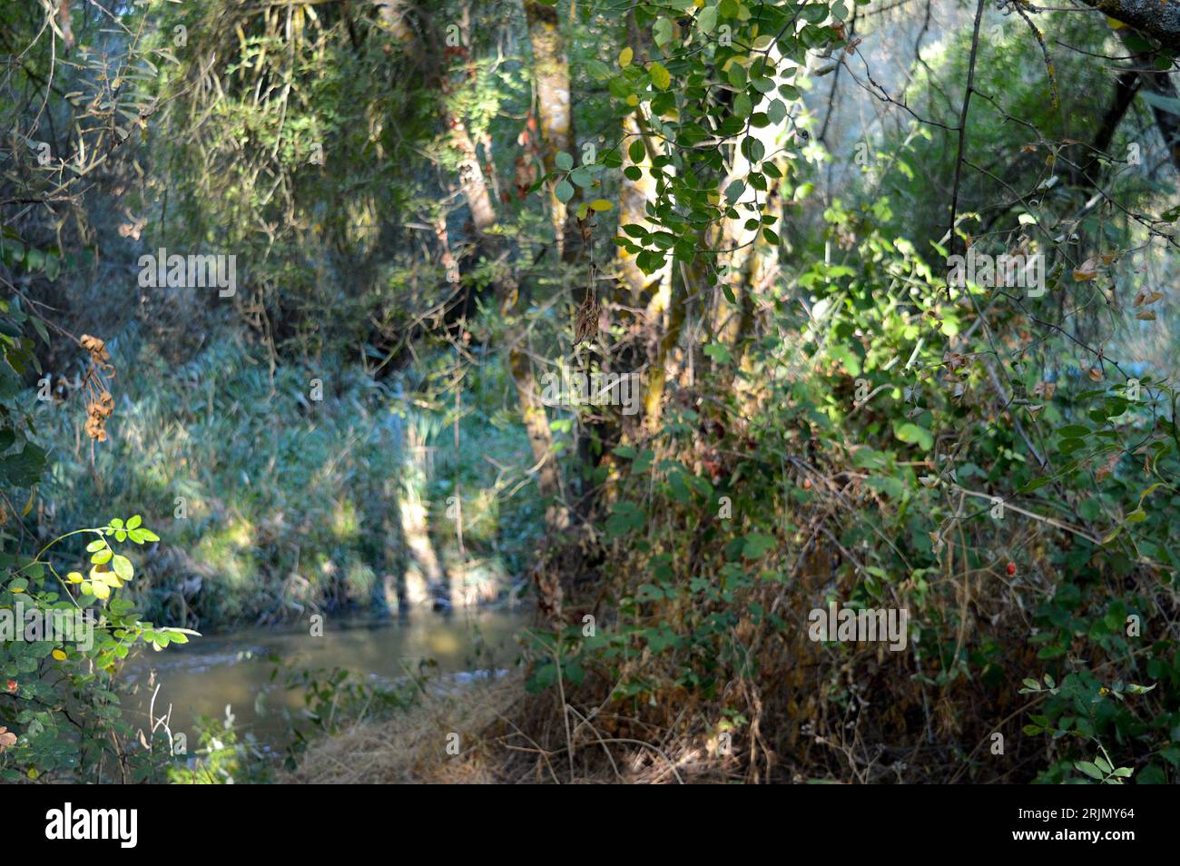 Riverbank vegetation hi-res stock photography and images - Alamy