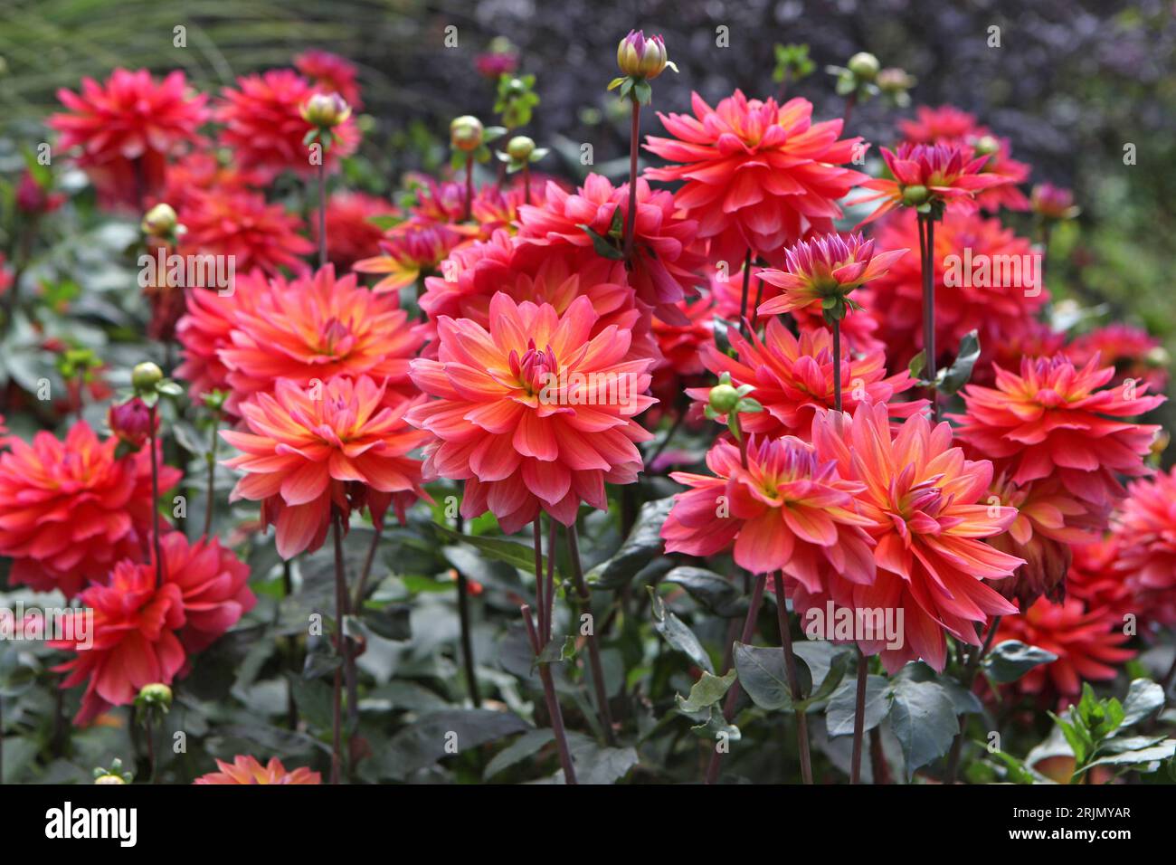 Pink and orange decorative Dahlia 'Firepot' in flower Stock Photo - Alamy
