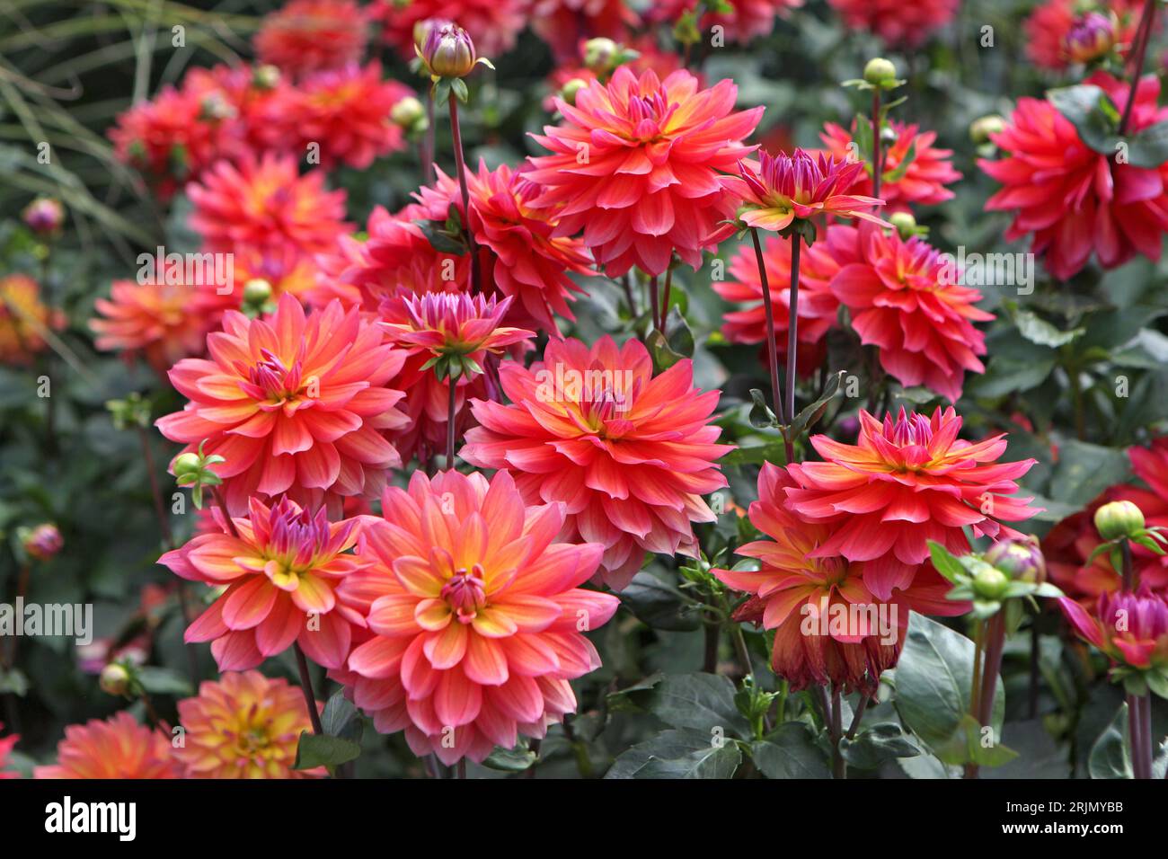 Pink and orange decorative Dahlia 'Firepot' in flower Stock Photo - Alamy