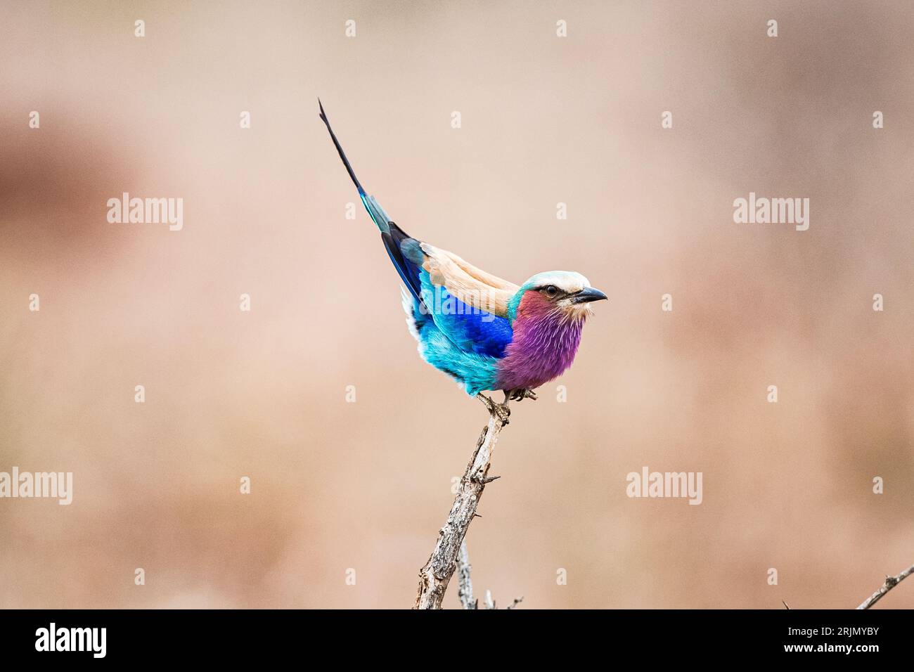 Lilac-breasted roller (Coracias caudatus) African bird, Coraciidae ...