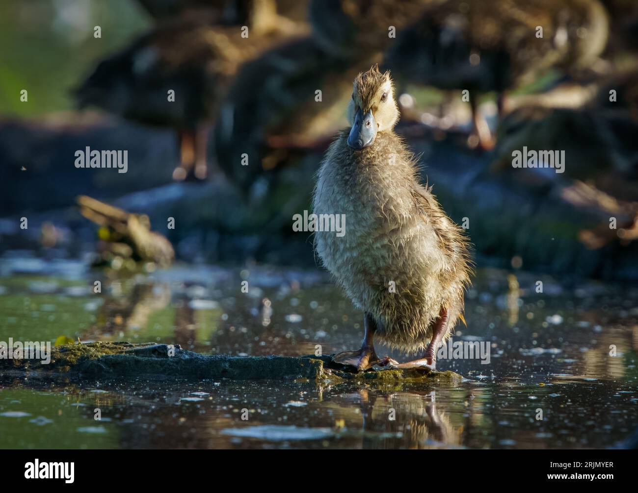 Ducklings foraging and sleeping along shore of reservoir. Geist ...