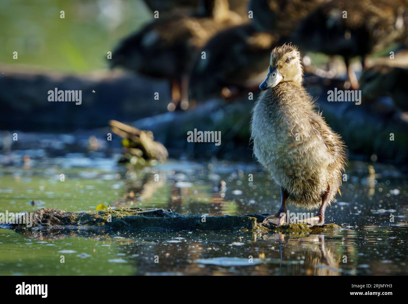 Ducklings foraging and sleeping along shore of reservoir. Geist ...