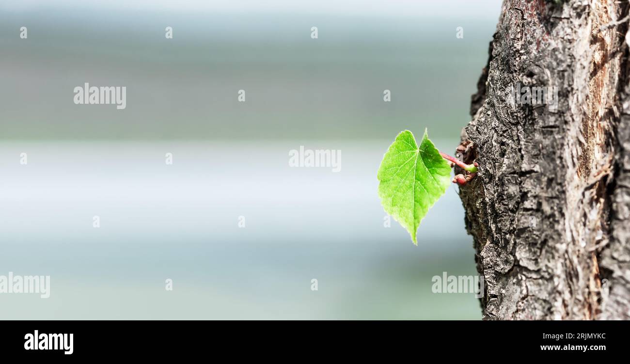 A single leaf on a tree trunk. The concept of a new life, rebirth ...