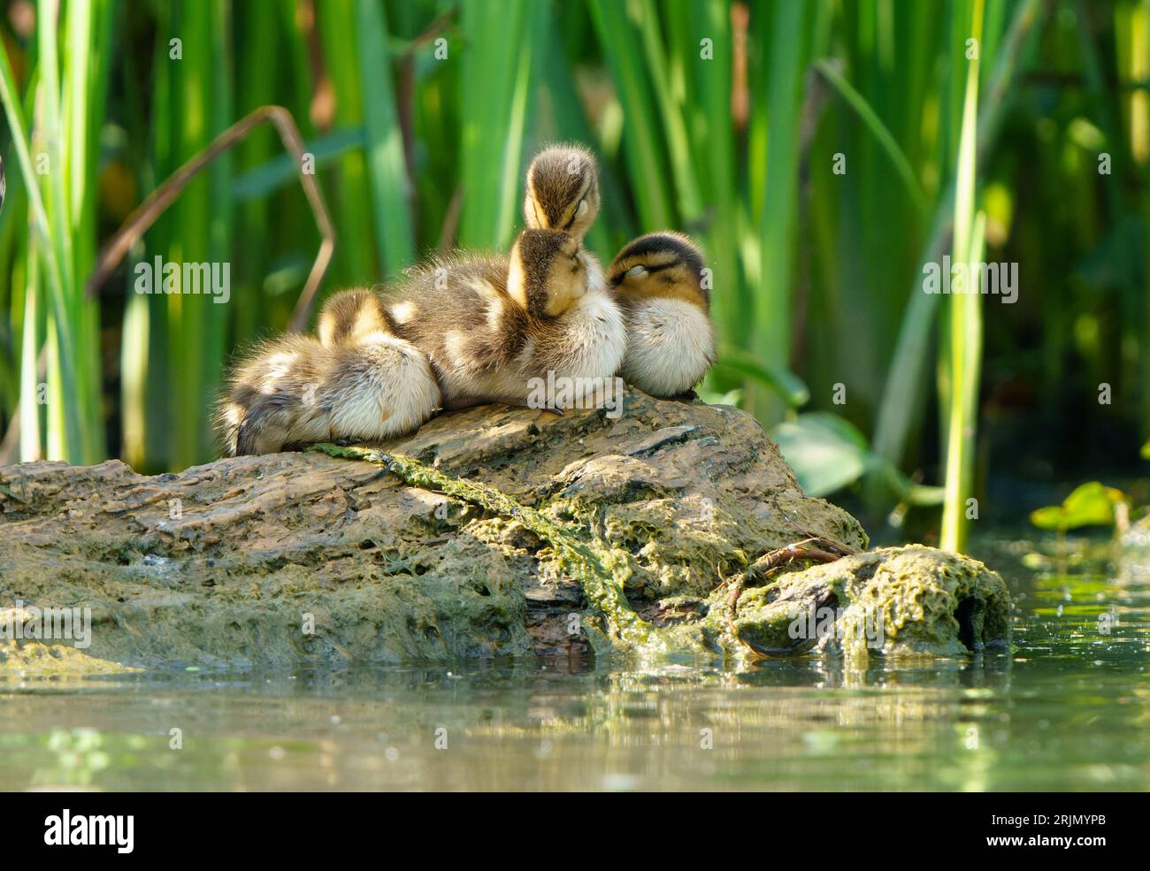 Ducklings foraging and sleeping along shore of reservoir. Geist ...