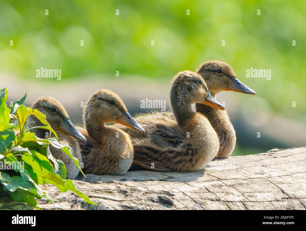 Ducklings foraging and sleeping along shore of reservoir. Geist ...